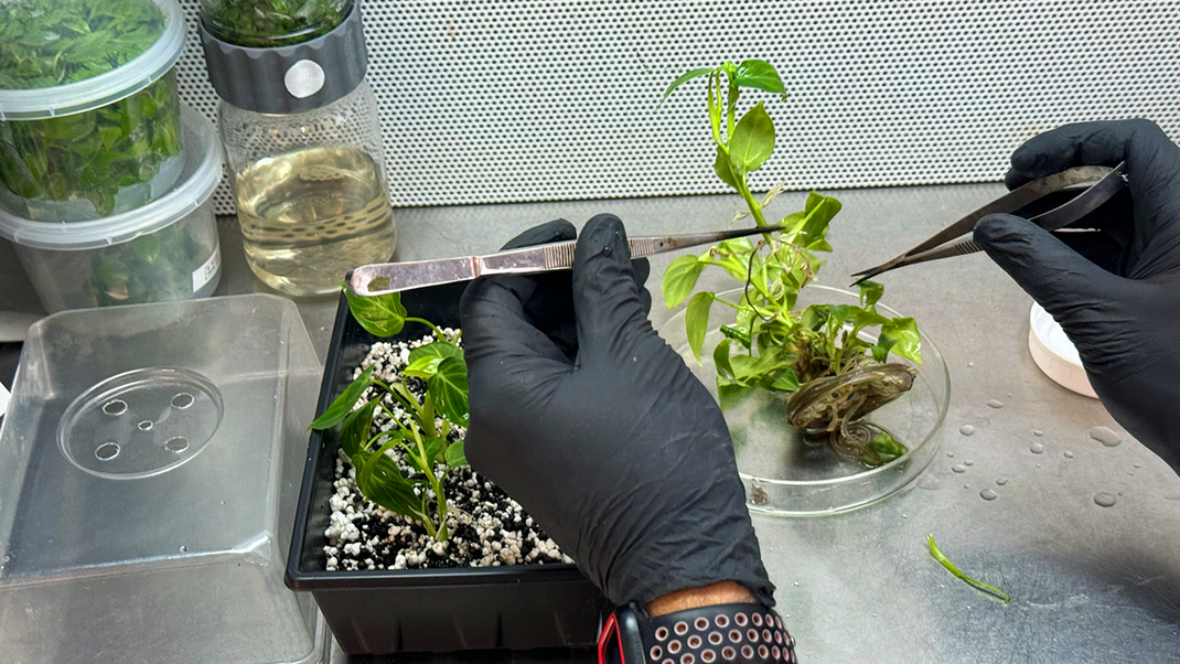Consultations – Plant Cell Technology